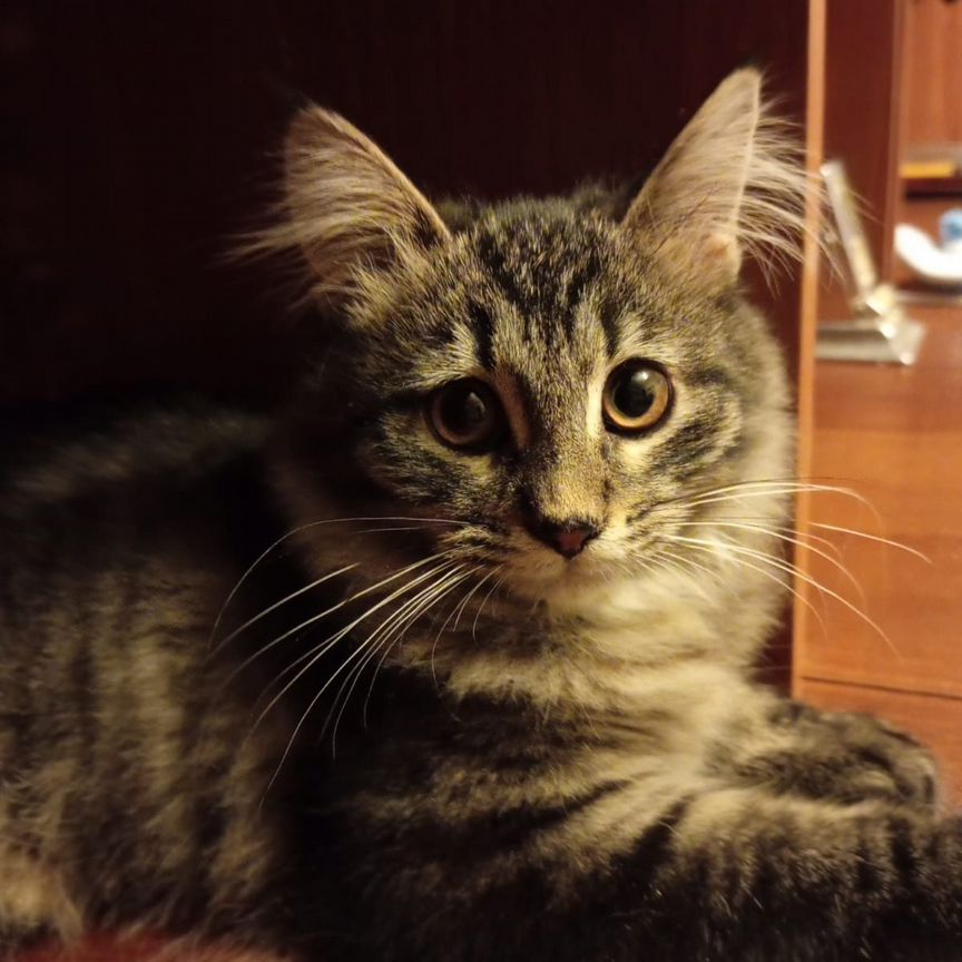 Котенок Пушинка