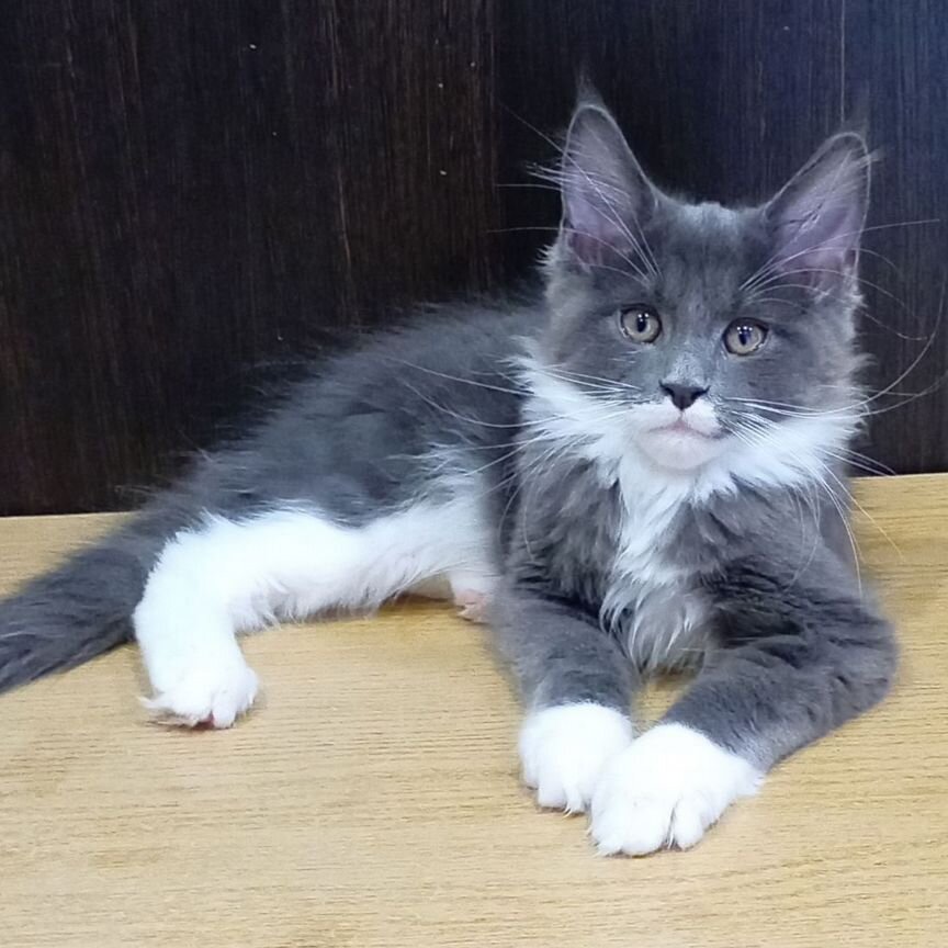 Мейн-кун котёнок