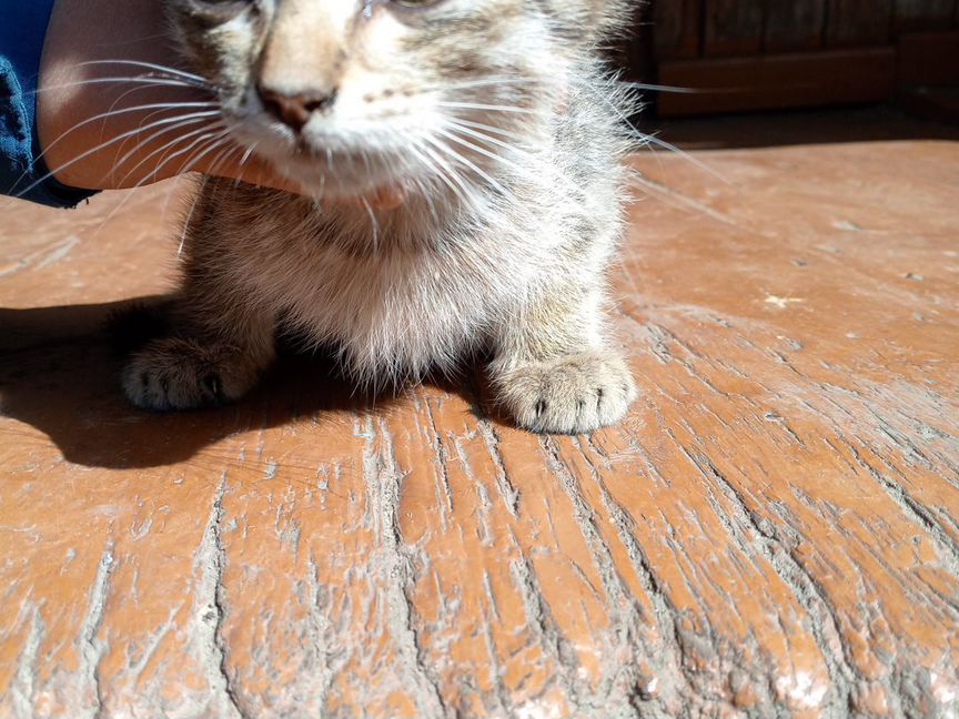 Одам в добрые руки