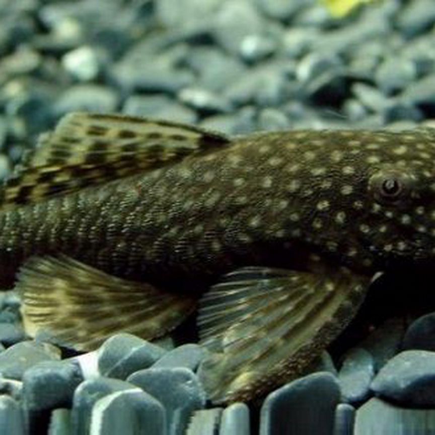 Анциструс и Акантофтальмус