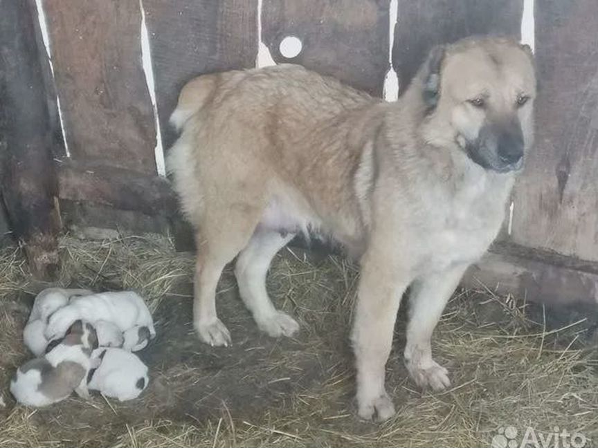 Продажа щенков Алабая