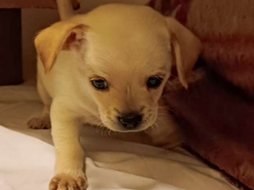 Чихуахуа С Р О Ч Н О белый мини мальчик