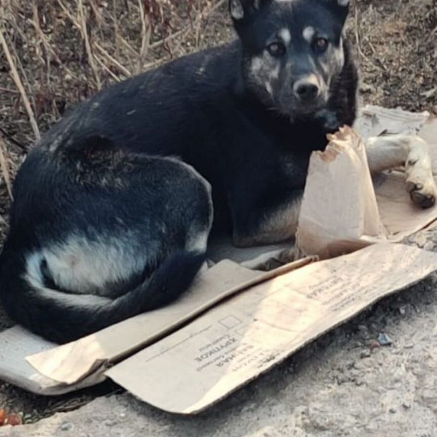 Метис овчарки Блэк