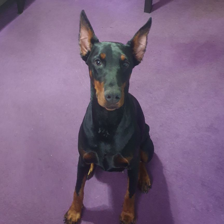 Доберман, взрослая собака