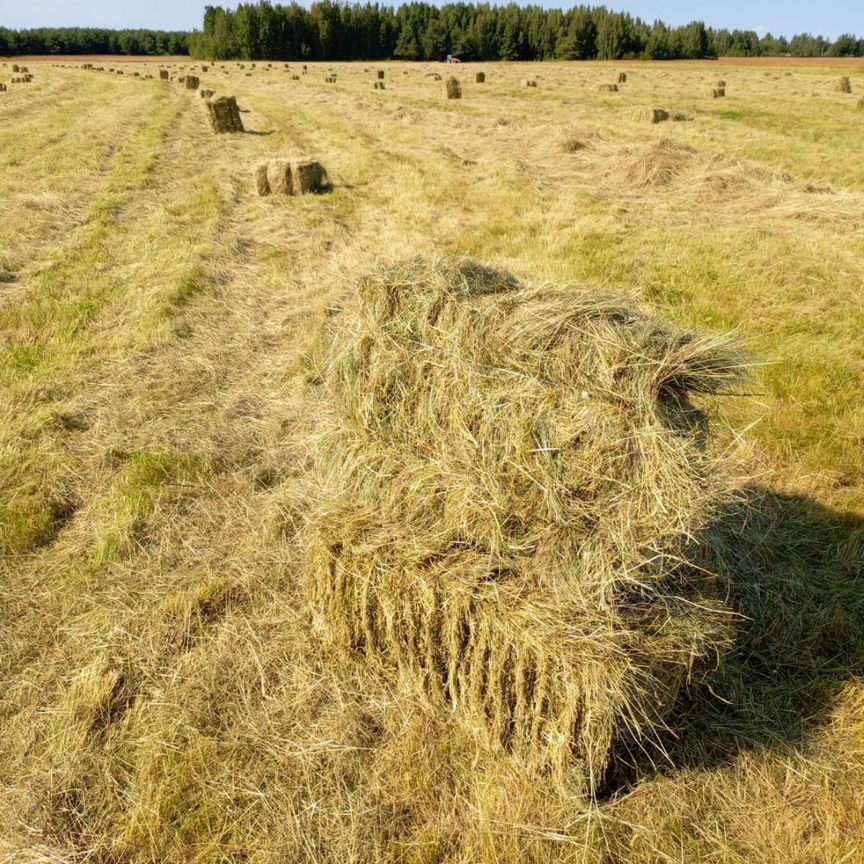 Сено в тюках