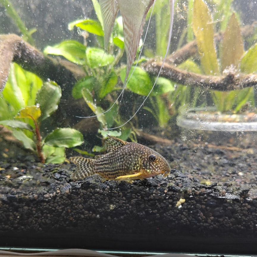 Стайка коридорасов