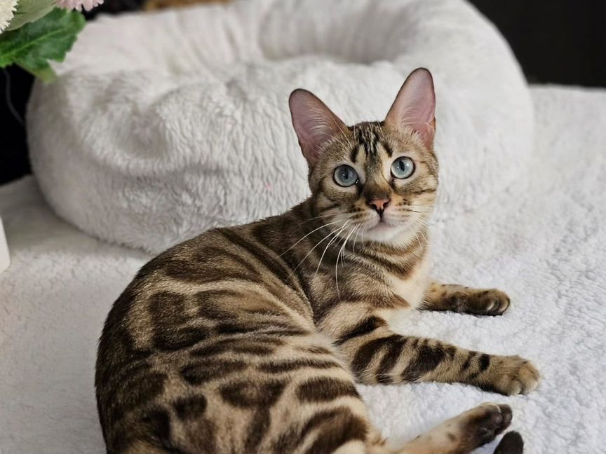 Бенгальская Снежная красотка