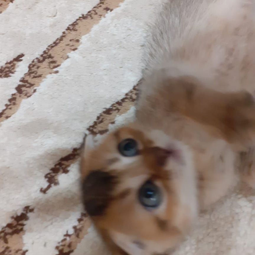 Котята