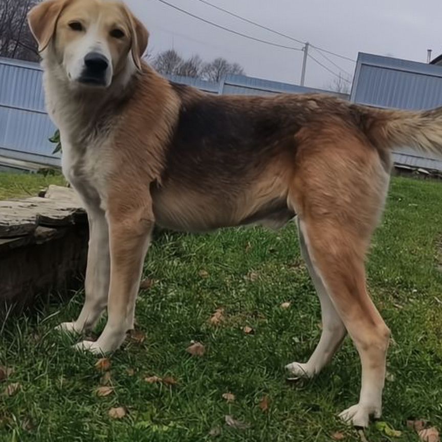 Взрослый пёс в добрые руки