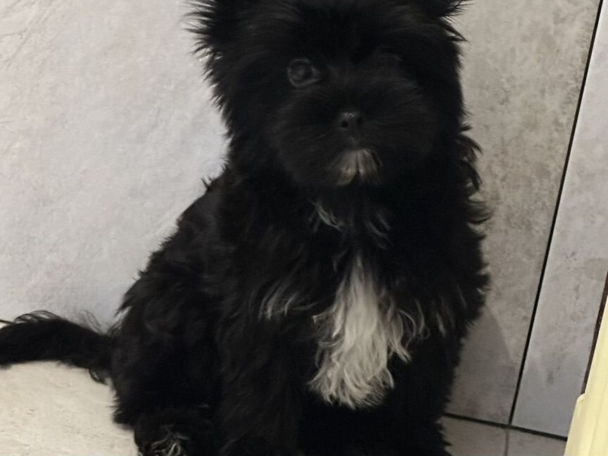 Шоколадный йорк, черный йорк, биро, бивер