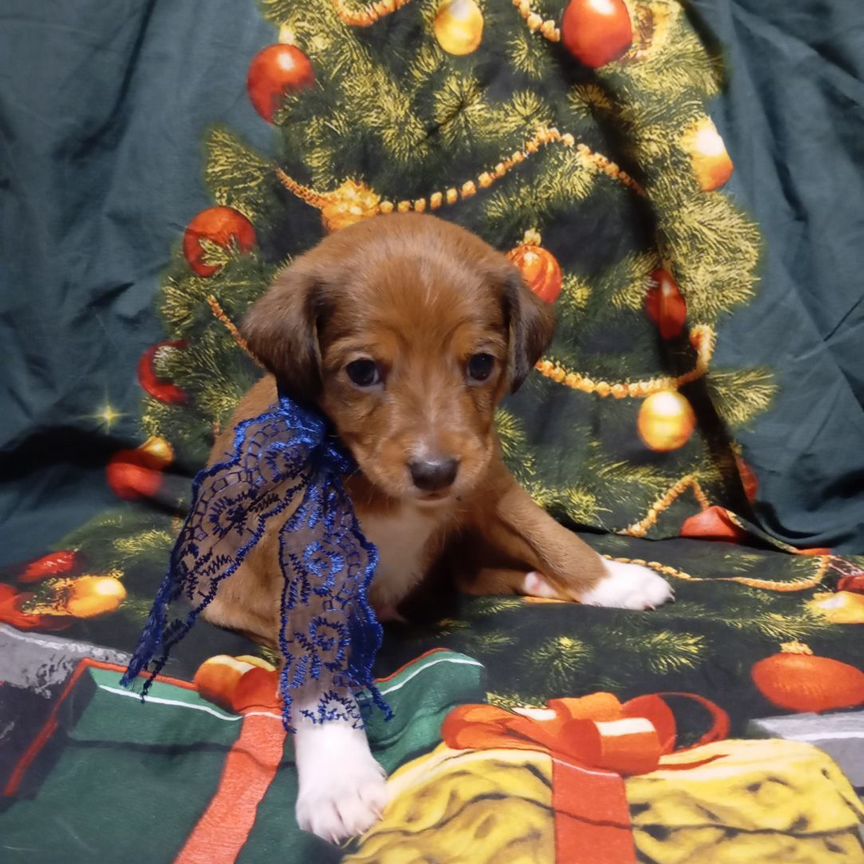 Перуанская голая собака, щенок