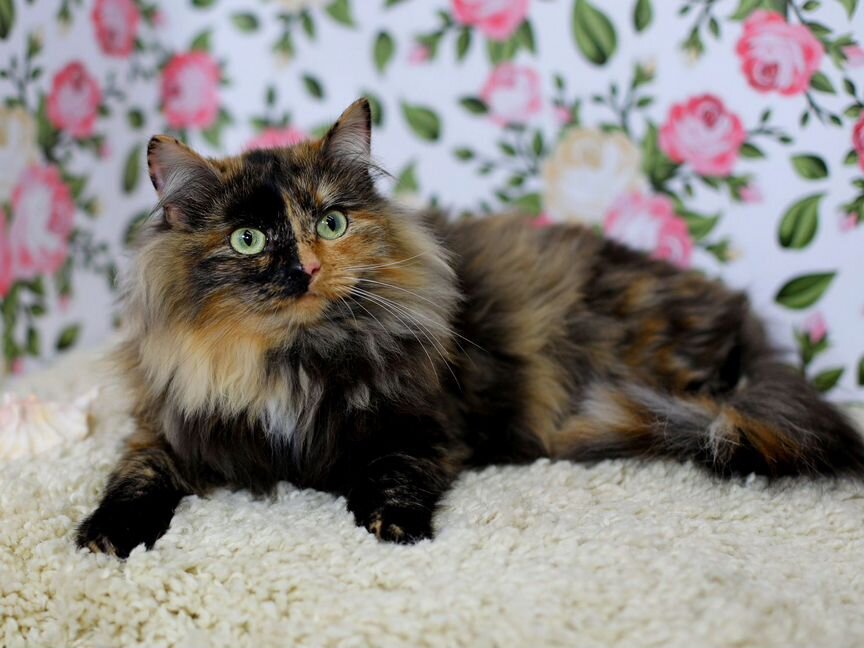 Шане нужна заботливая семья