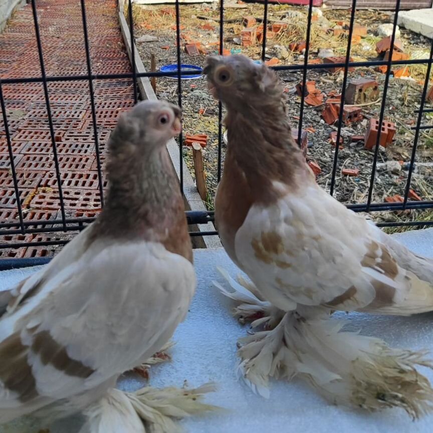 Узбекские голуби