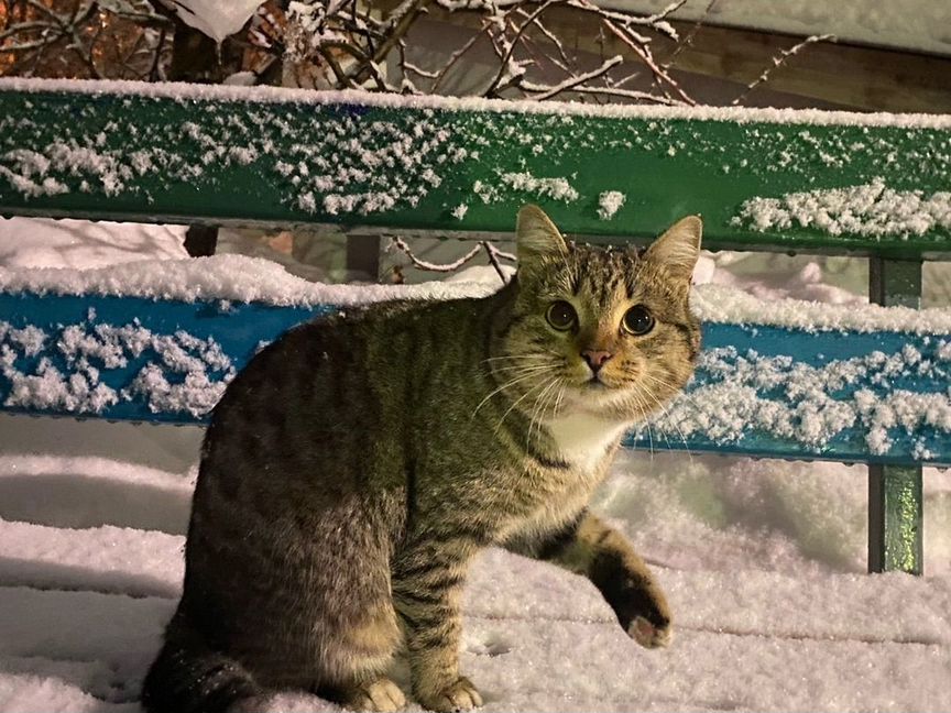 Бездомный котик ищет дом