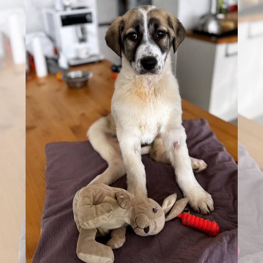 Щенок в добрые руки