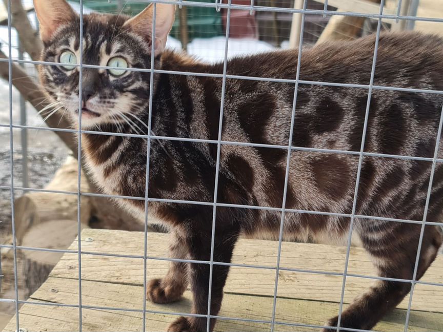 Бенгалка угольная сепия