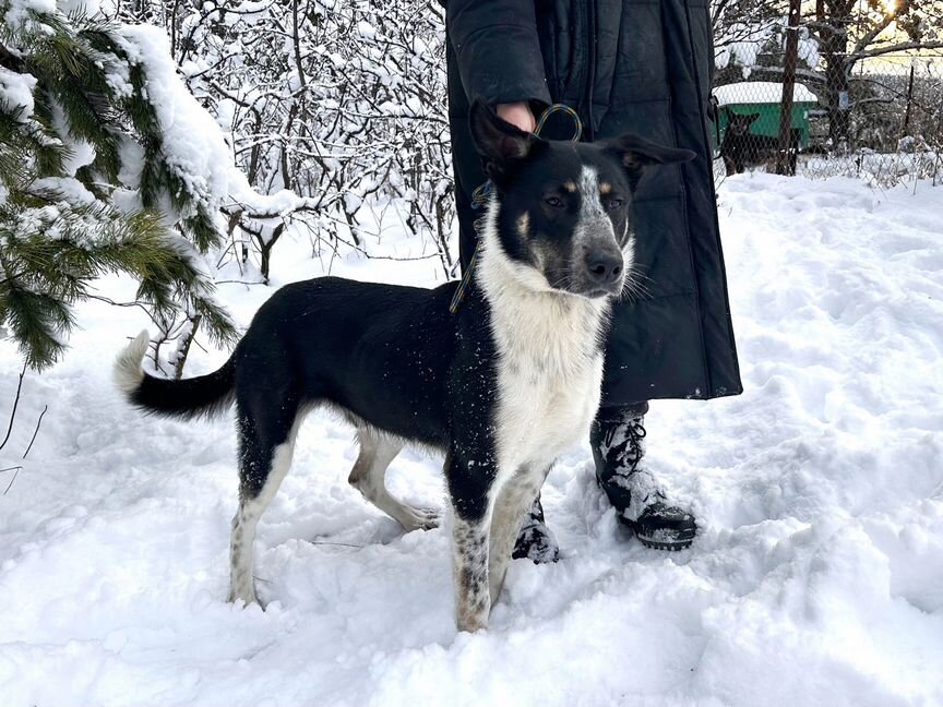 Собака в добрые руки