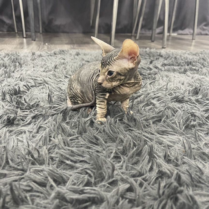 Канадский сфинкс котёнок