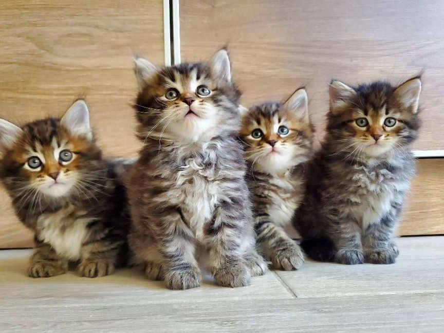 Сибирские котята