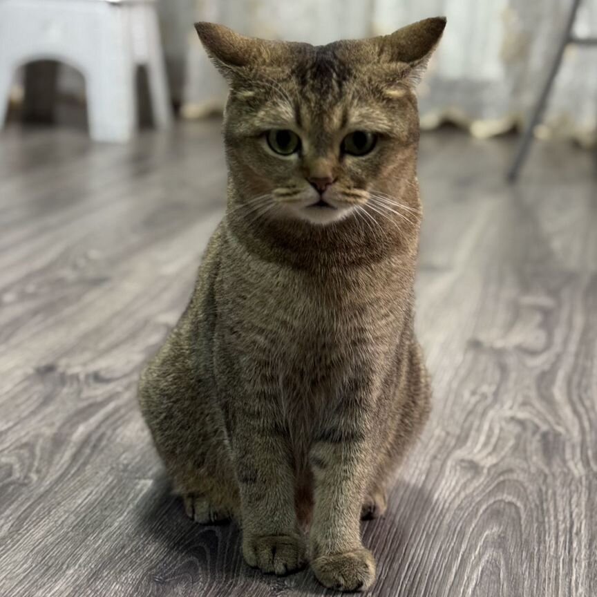Шотландская прямоухая короткошёрстная, взрослая кошка