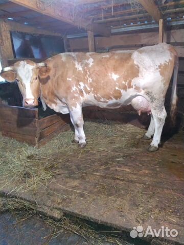 Продам корову