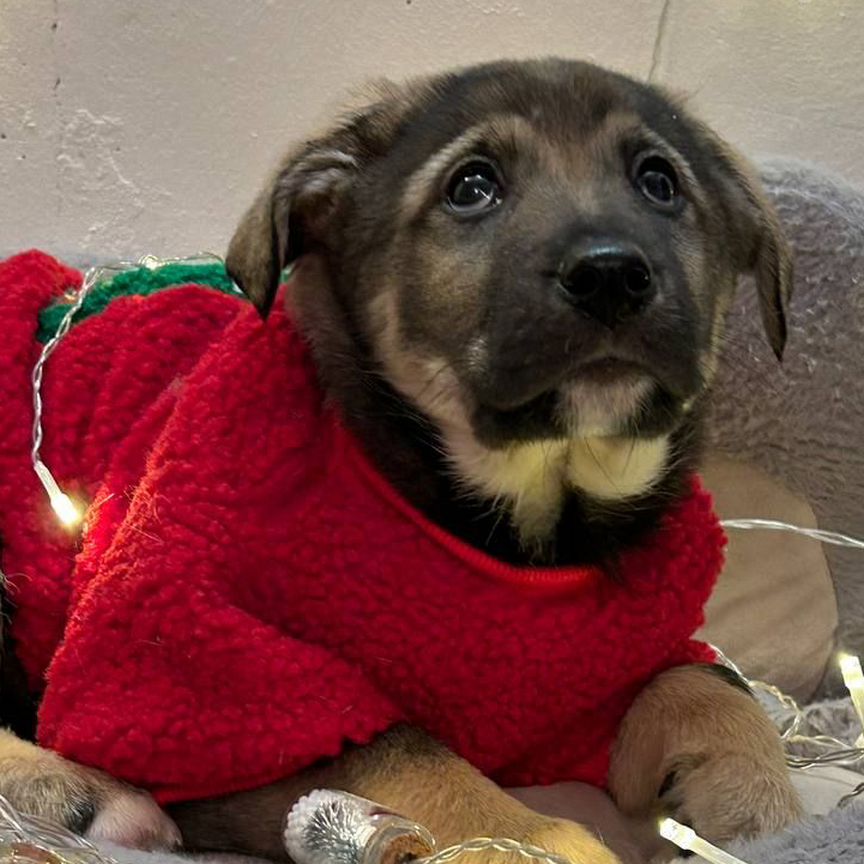 Щенок в добрые руки