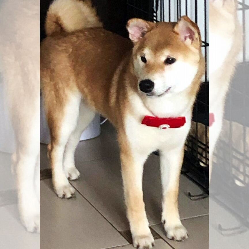 Сиба-ину, взрослый пёс