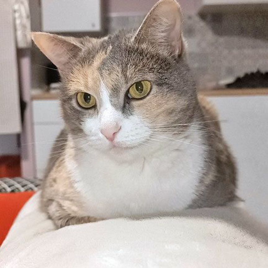 Невероятно ласковая и уютная домашняя кошечка Коша