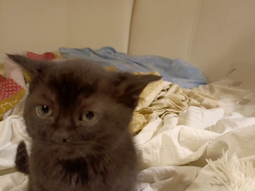 Кошки бесплатно