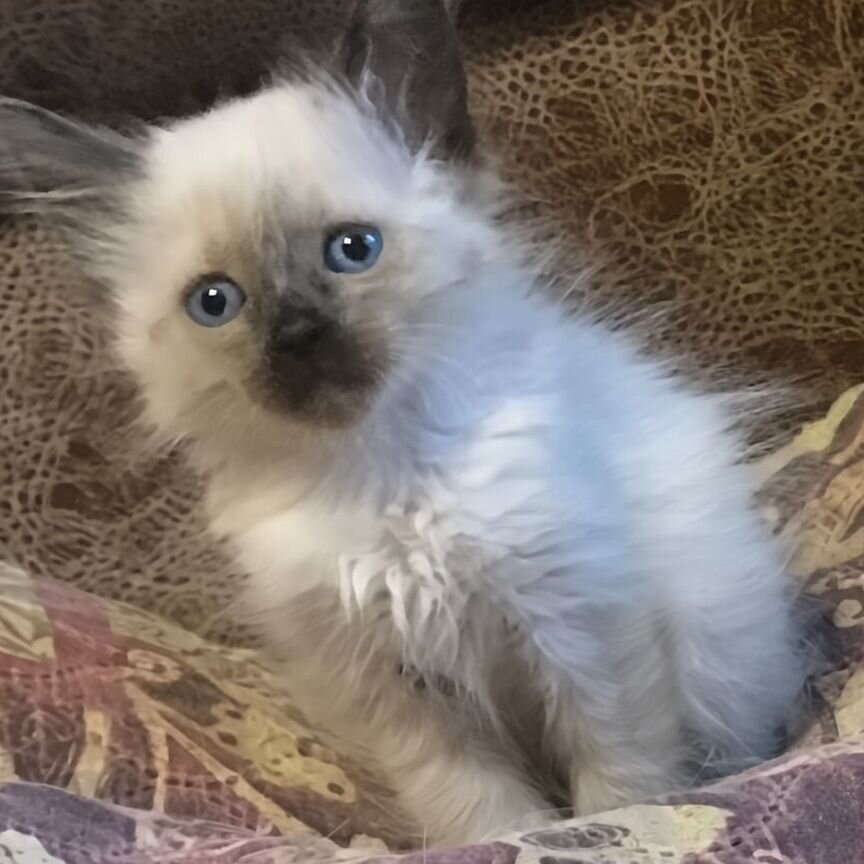 Невский маскарадный котёнок