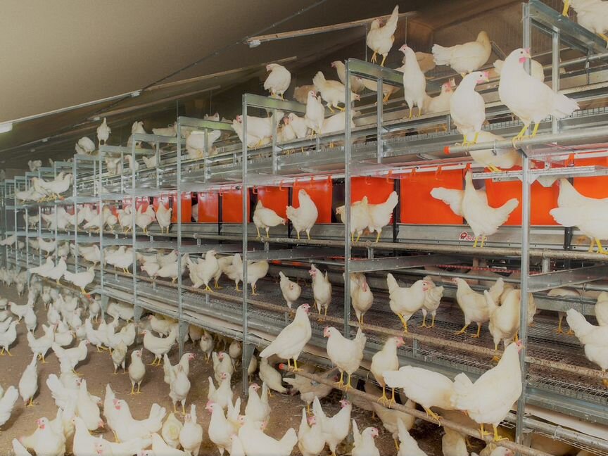 Куры несушки молодки Леггорн 140 дней