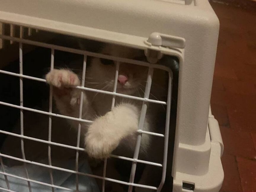 Котенка выкинули в подъезд