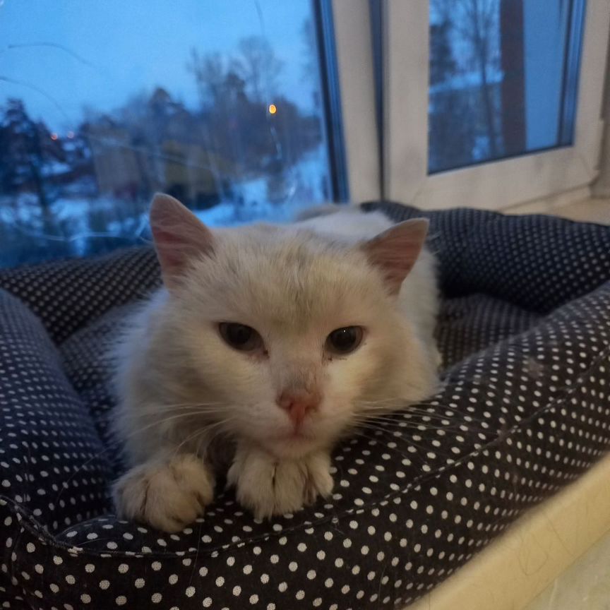 Кошечка белая бесплатно