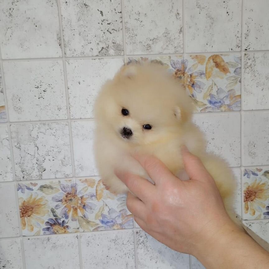 Щенки шпица с докум