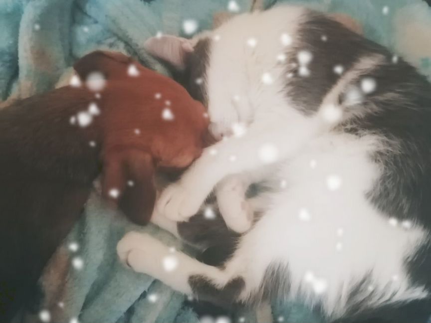 Щенки чихуахуа