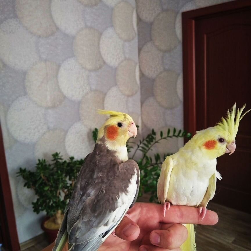 Попугай корелла птенец