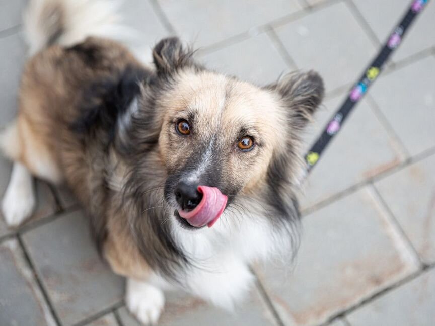 Собака в добрые руки