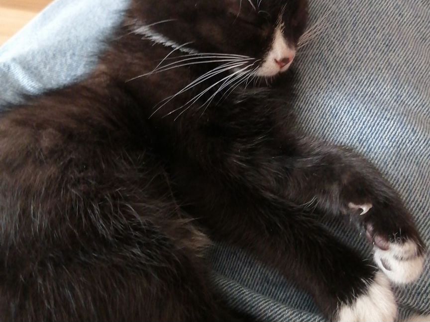 Котёнок, мальчик 2 месяца