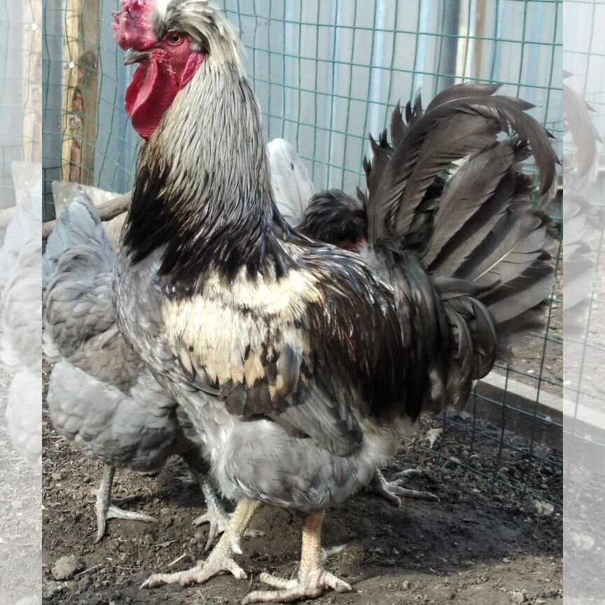 Продажа кур