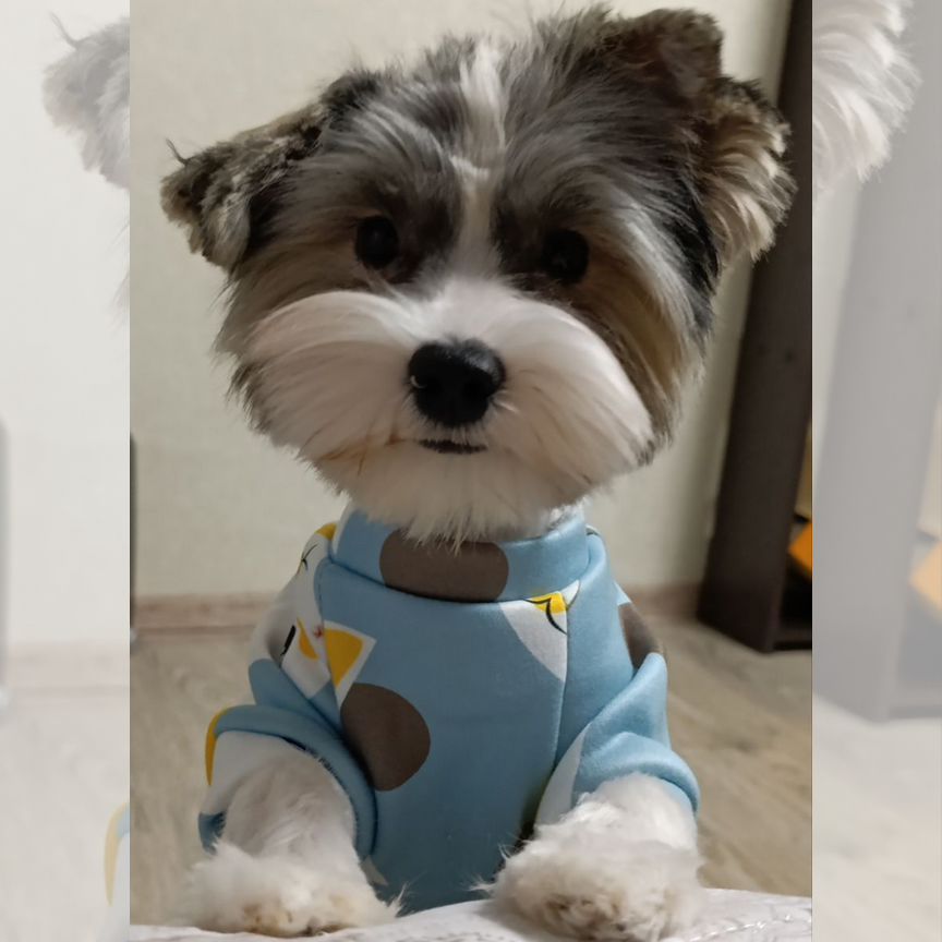 Бивер-йоркширский терьер, щенок