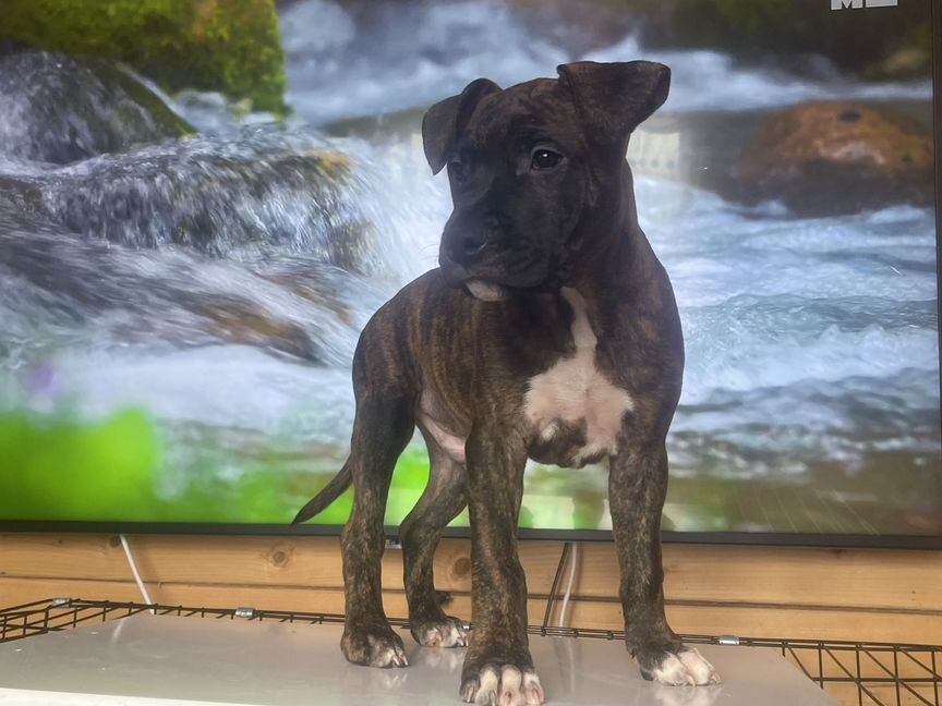 Продам щенков Амстафа