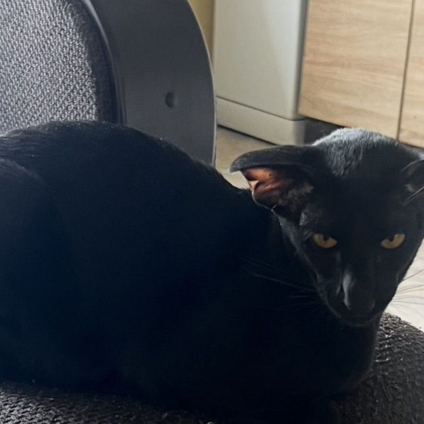 Ориентальная эбони