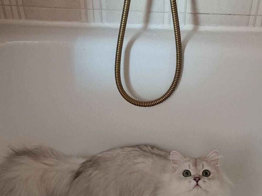 Кот британский длинношерстный