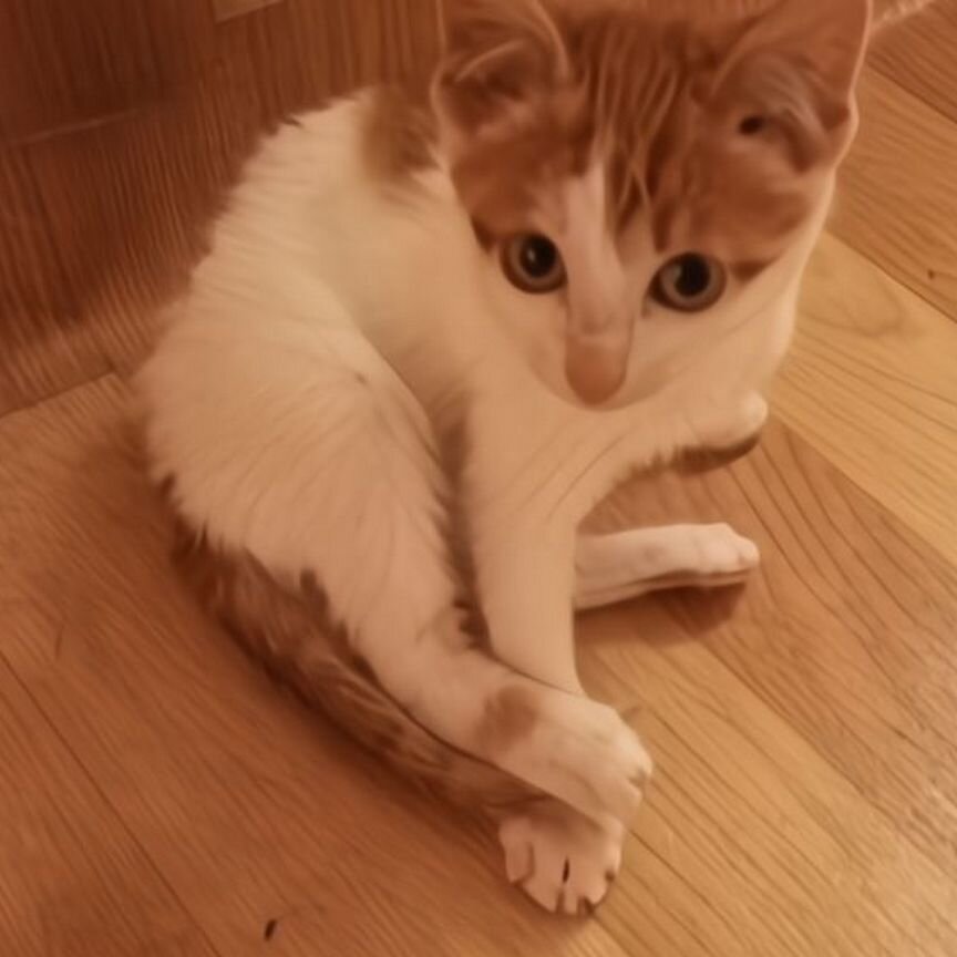 Котенок