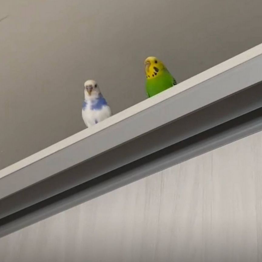 Волнистый попугай с клеткой