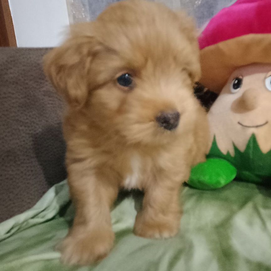 Мальтийская болонка, щенок