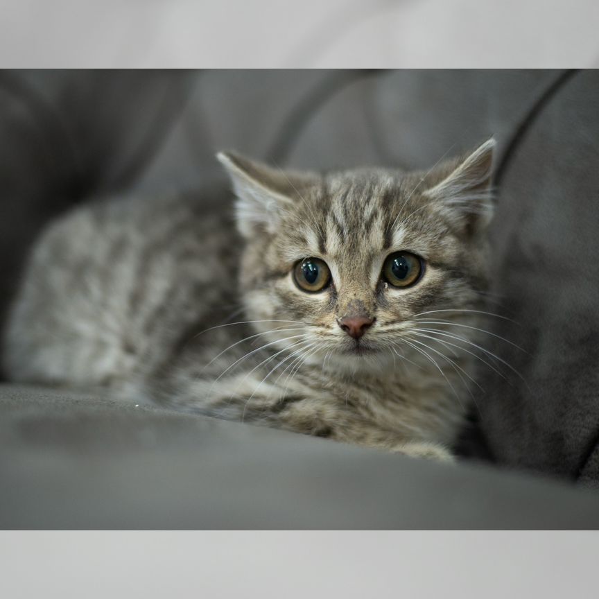 Котёнок в добрые руки