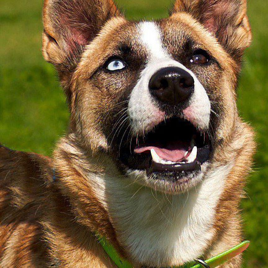 Разноглазая молодая собака в добрые руки