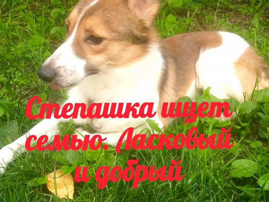 Песик Степашка. Очень умный
