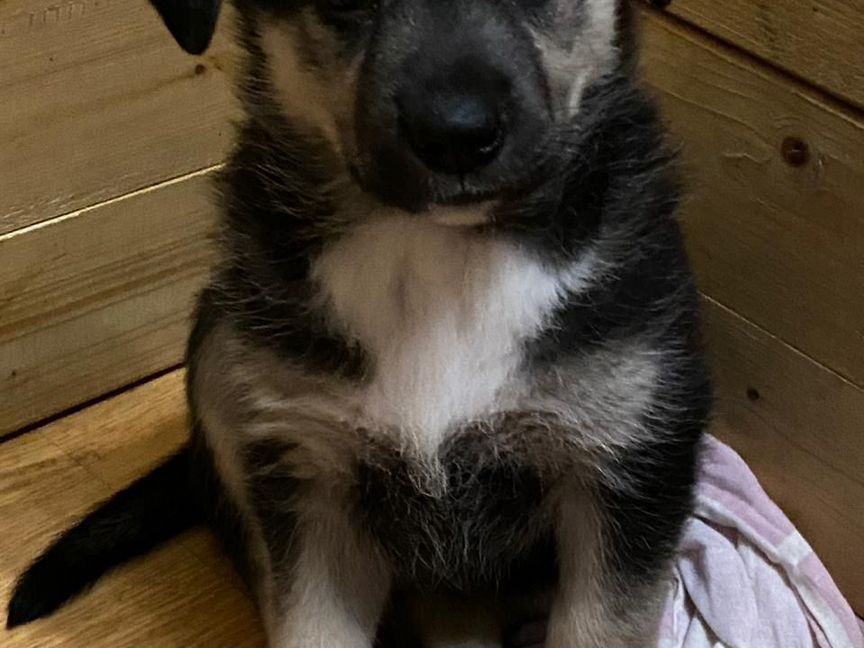 Щенок девочка в добрые руки